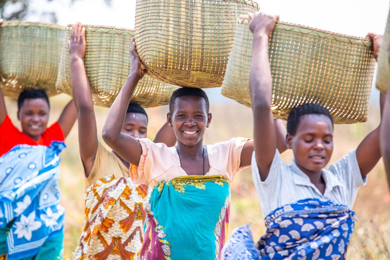 About The Importance of Pyrethrum in Tanzania | PCT