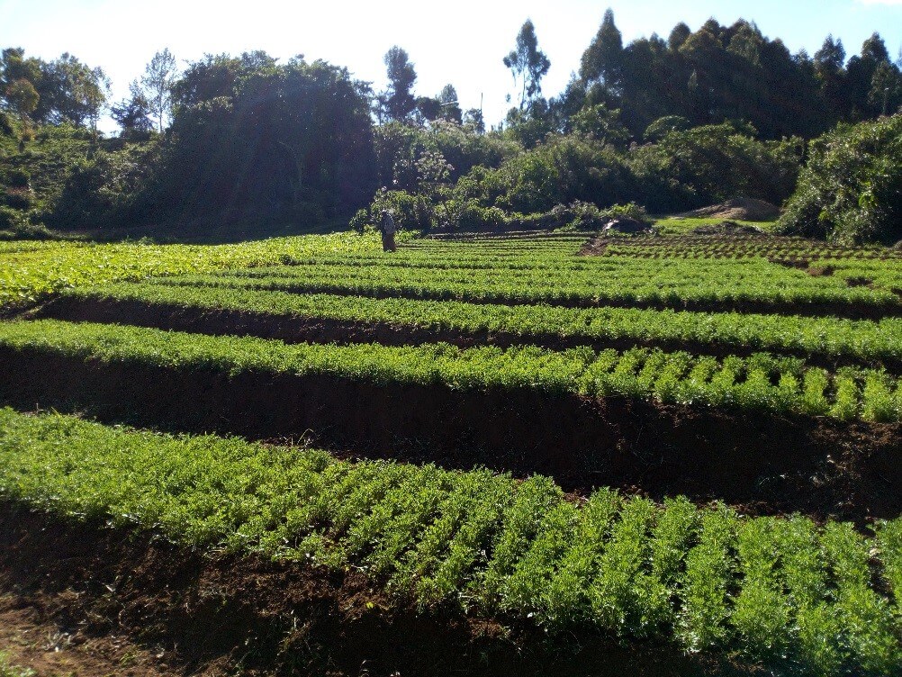 About The Importance of Pyrethrum in Tanzania | PCT