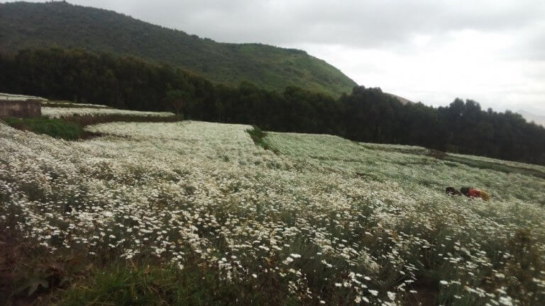 About The Importance of Pyrethrum in Tanzania | PCT