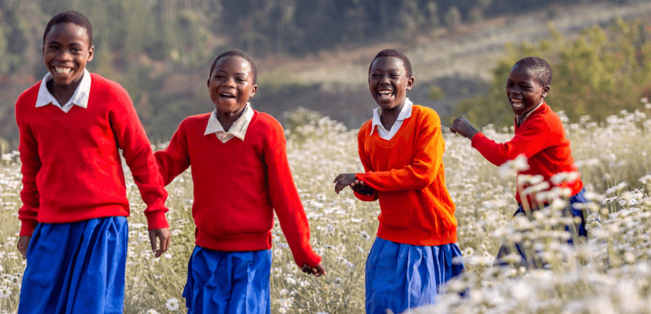 About The Importance of Pyrethrum in Tanzania | PCT